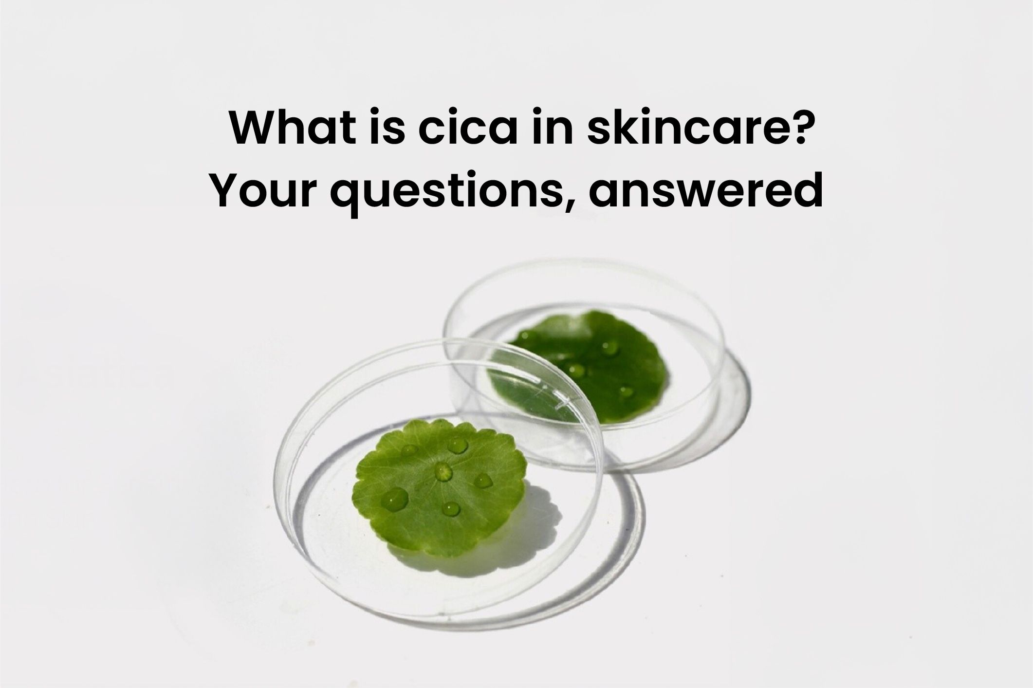 What Is Cica in Skincare? Your Questions, Answered – Foxtale